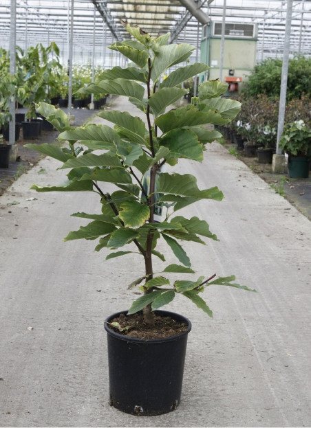 MAGNOLIA acuminata BLUE OPAL (Magnolier)