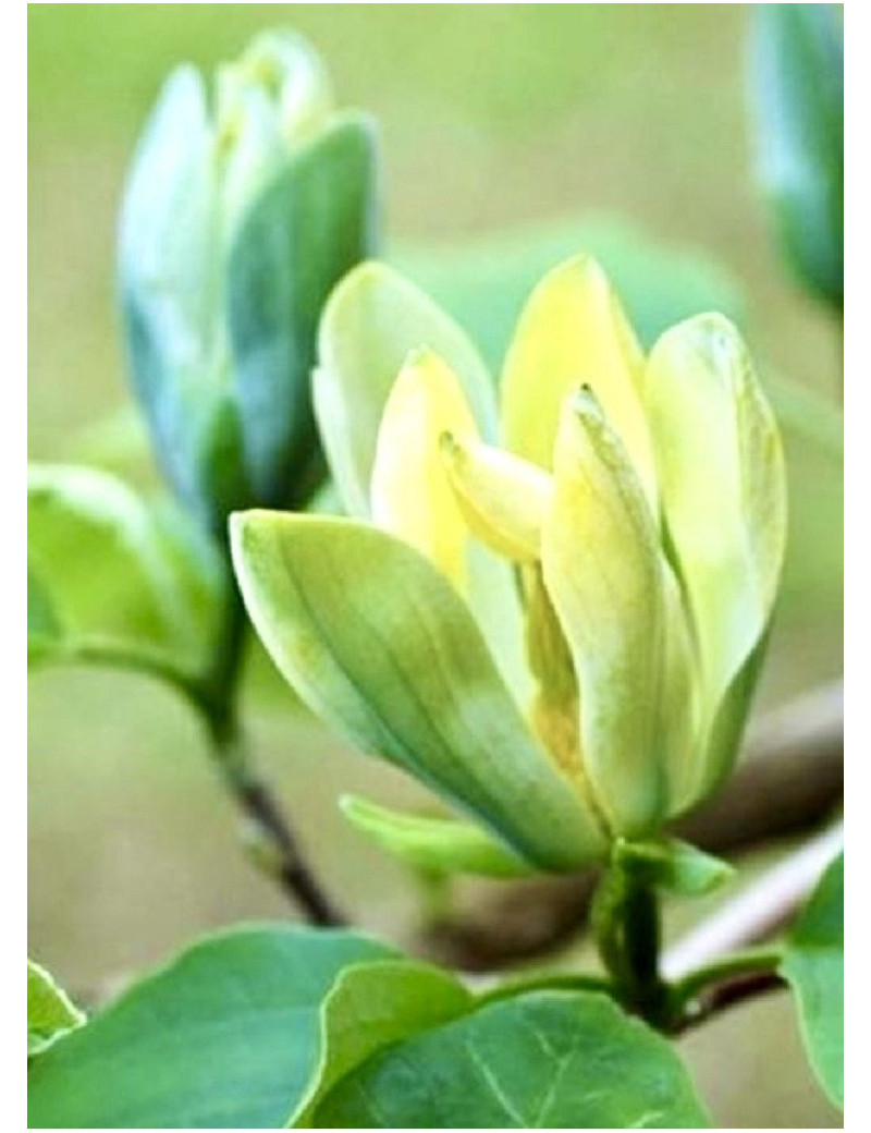 MAGNOLIA acuminata BLUE OPAL (Magnolier)