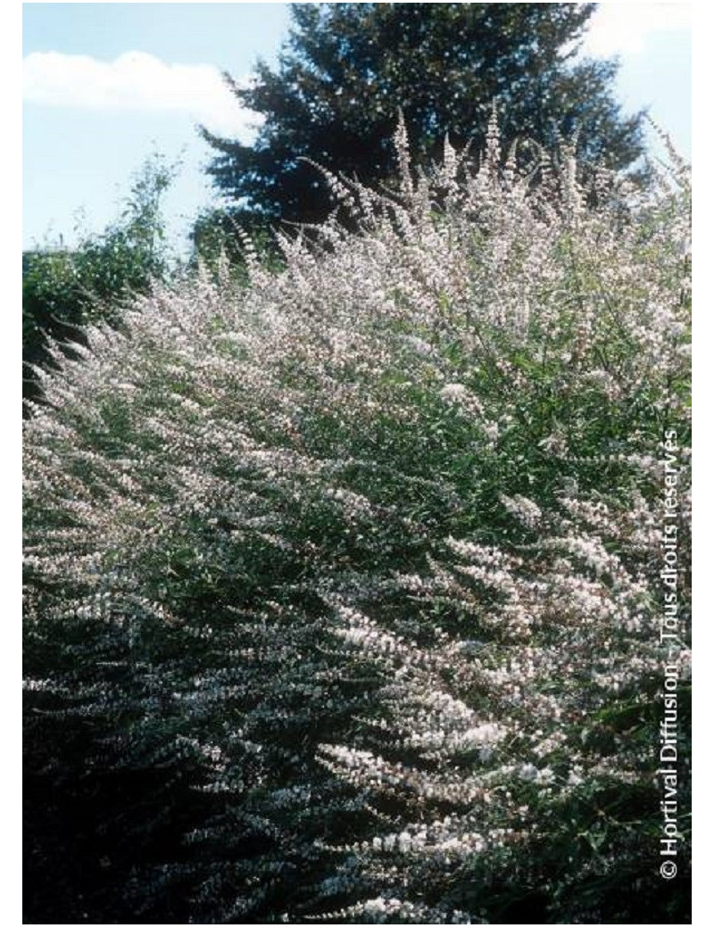 VITEX agnus-castus ALBUS (Gattilier, arbre au poivre)