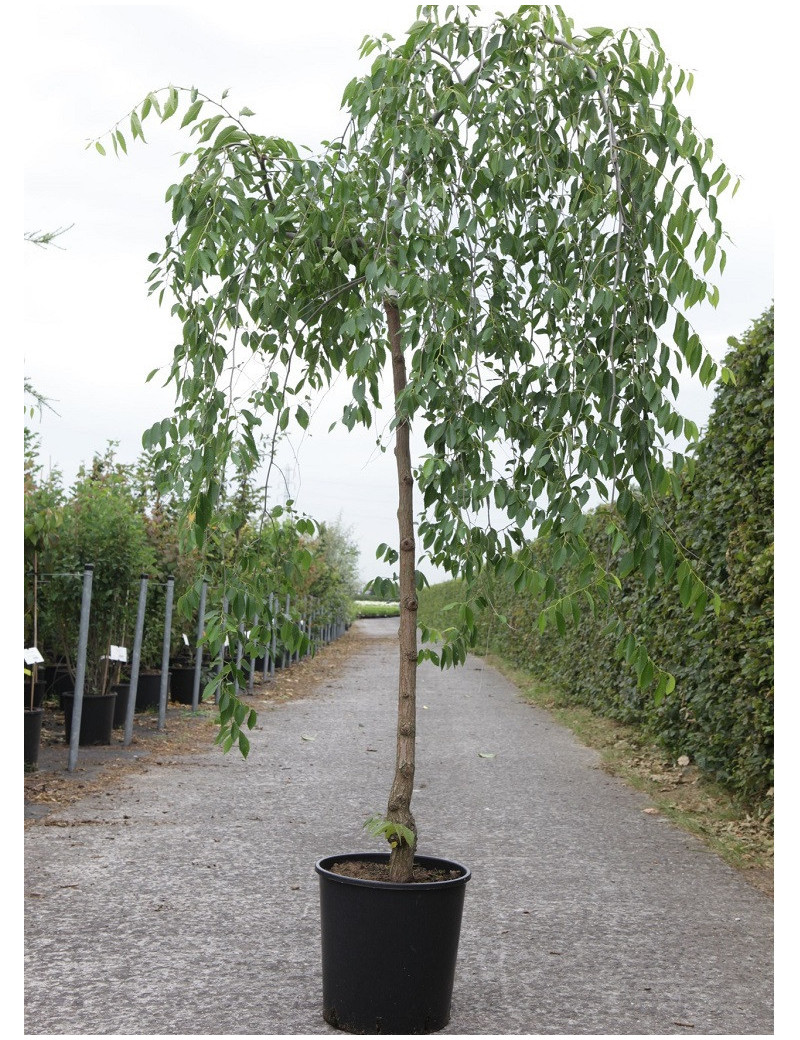 ULMUS pendula MAURO (Orme pleureur Mauro)