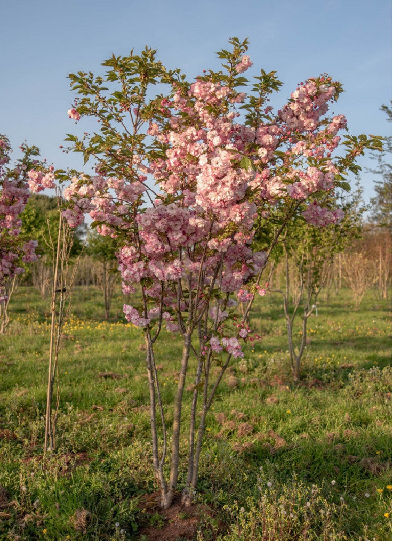 PRUNUS serrulata PINK PERFECTION (Cerisier à fleurs)
