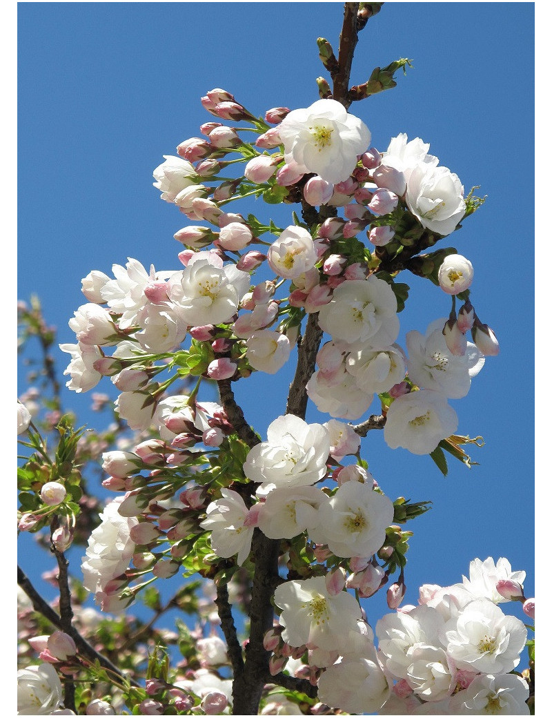 PRUNUS serrulata SHIROTAE (Cerisier des collines Shirotae)