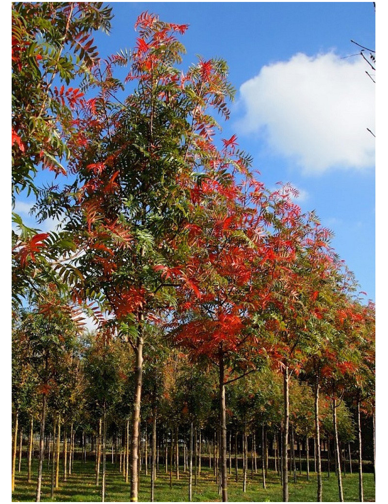 SORBUS DODONG (Sorbier Dodong)