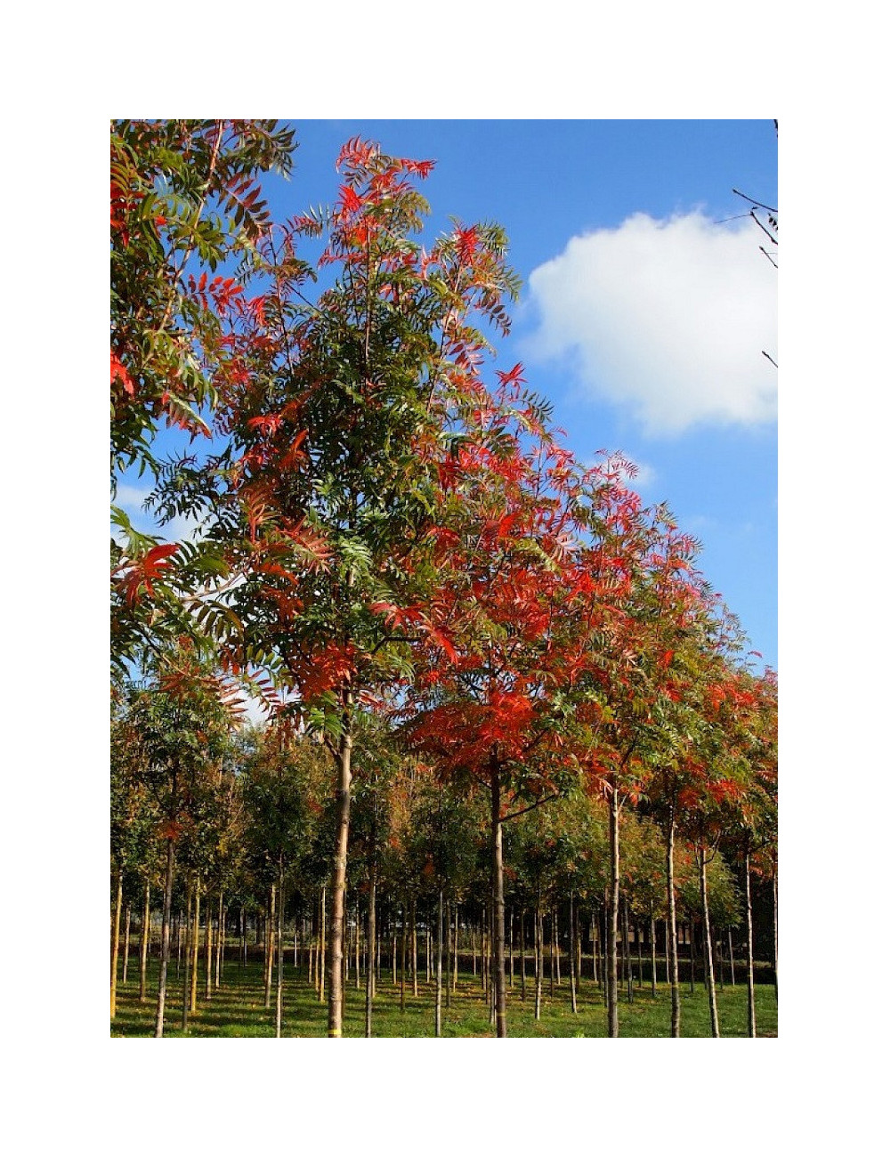 SORBUS DODONG (Sorbier Dodong)