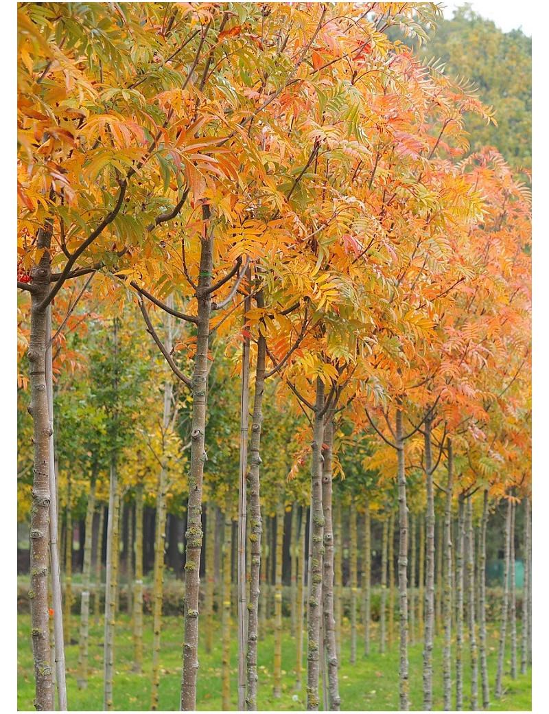 SORBUS DODONG (Sorbier Dodong)