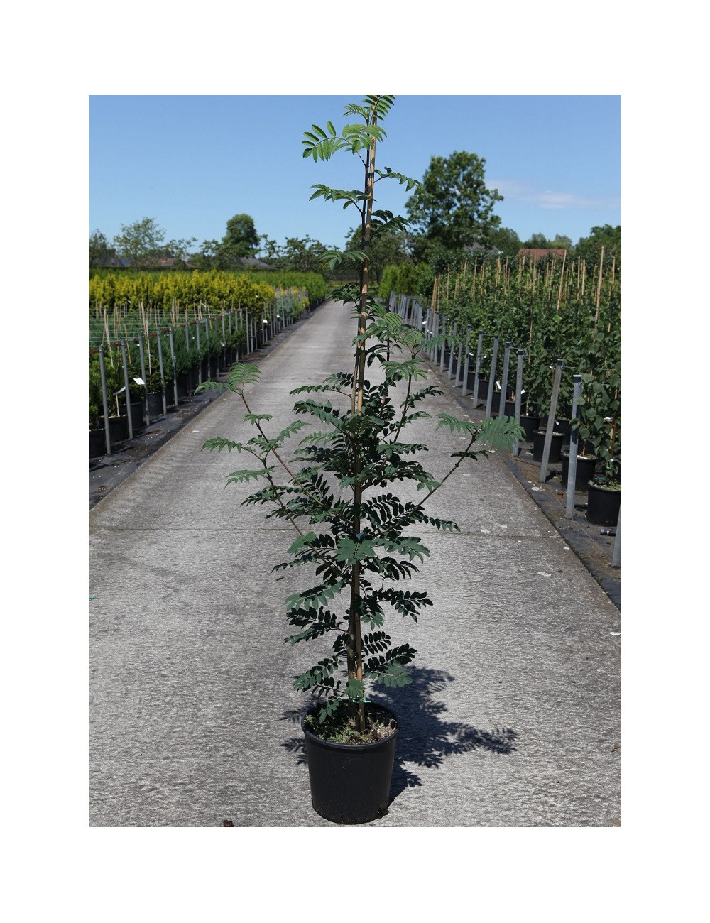 SORBUS DODONG (Sorbier Dodong)