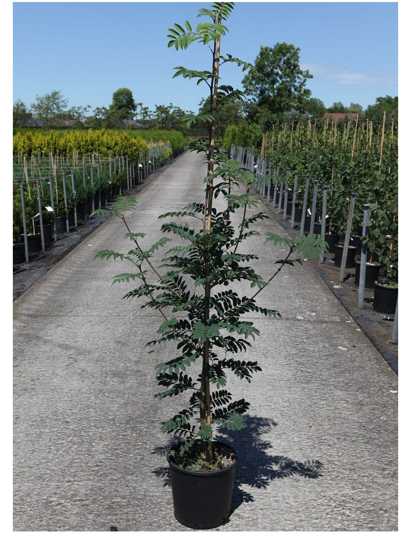 SORBUS aucuparia SHEERWATER SEEDLING (Sorbier des oiseaux Sheerwater ...