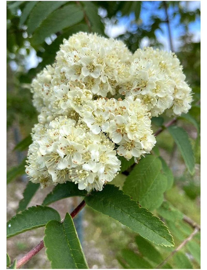 SORBUS aucuparia SHEERWATER SEEDLING (Sorbier des oiseaux Sheerwater ...