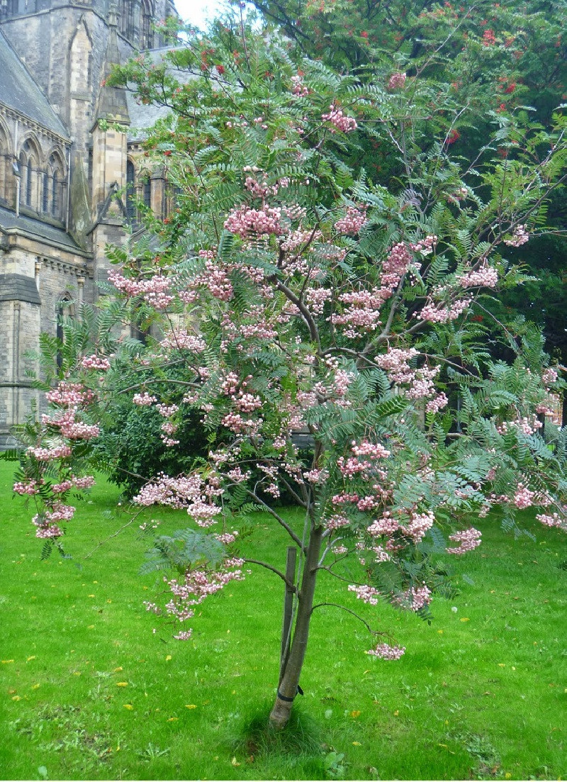 SORBUS vilmorinii (Sorbier)