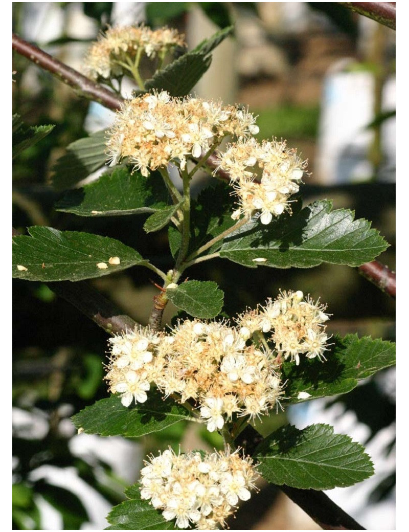 SORBUS vilmorinii (Sorbier)