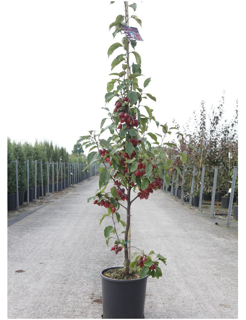 MALUS RED OBELISK® (Pommier d'ornement)