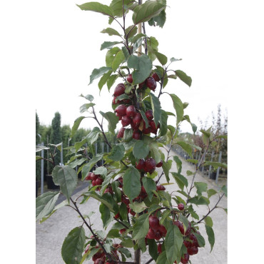 MALUS RED OBELISK® (Pommier d'ornement)