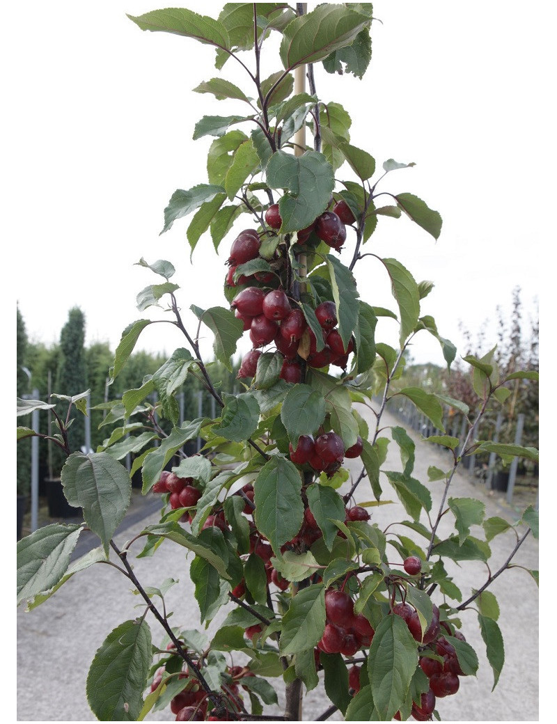 MALUS RED OBELISK® (Pommier d'ornement)