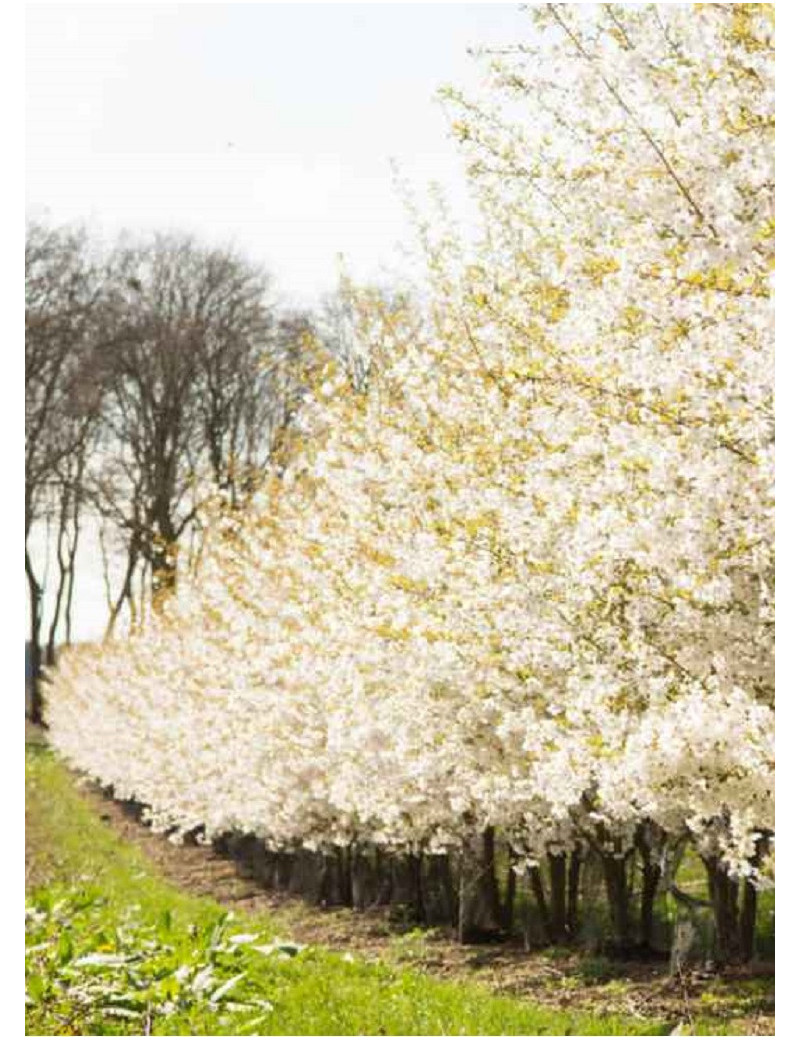 PRUNUS THE BRIDE (Cerisier à fleurs)