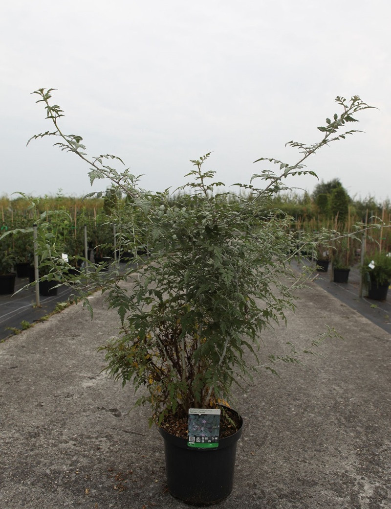 RUBUS thibetanus (Ronce ornementale du Tibet)
