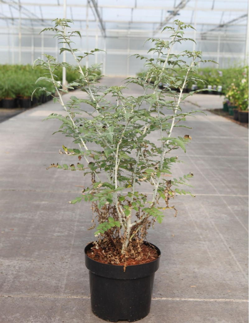 RUBUS thibetanus (Ronce ornementale du Tibet)