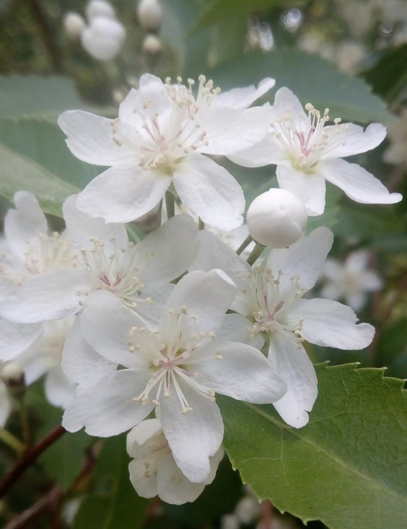 HOHERIA sexstylosa STARDUST (Hoheria)