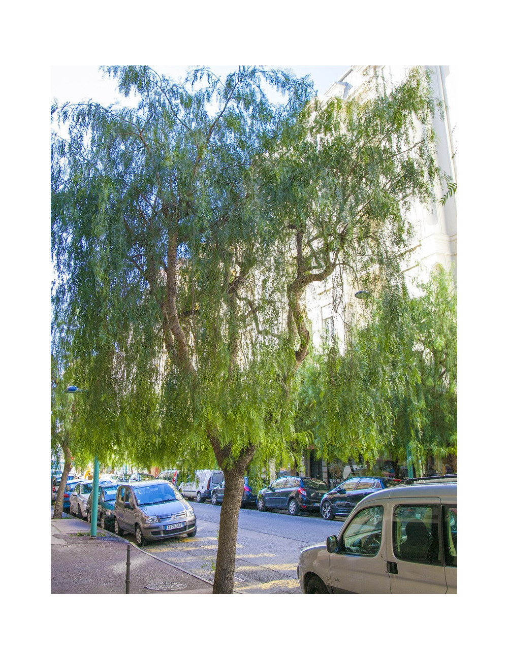 ZANTHOXYLUM simulans (Poivrier du Sichuan)