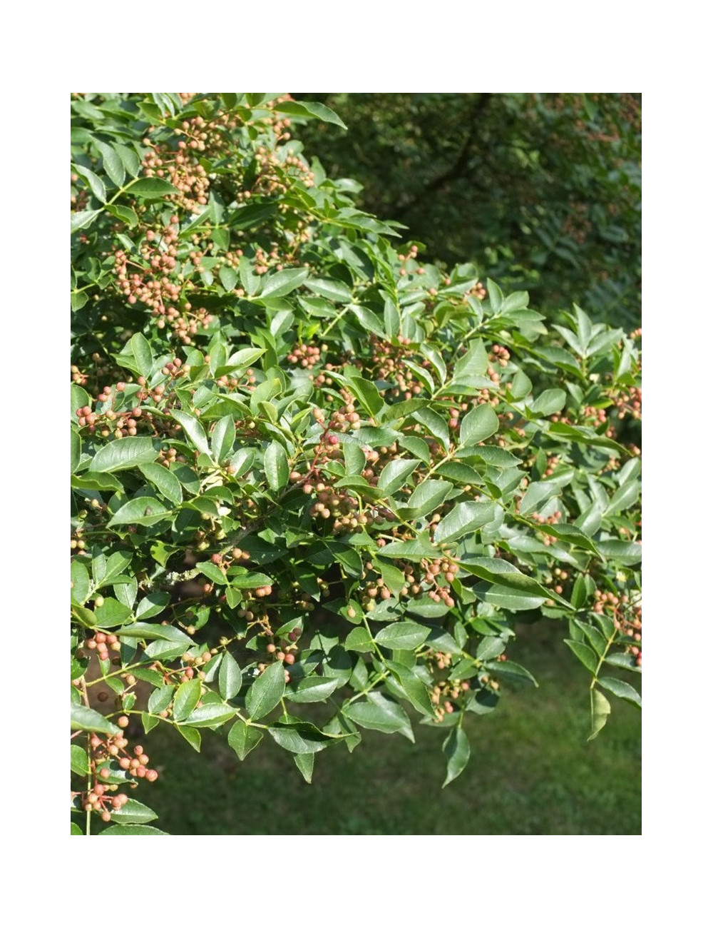 ZANTHOXYLUM simulans (Poivrier du Sichuan)