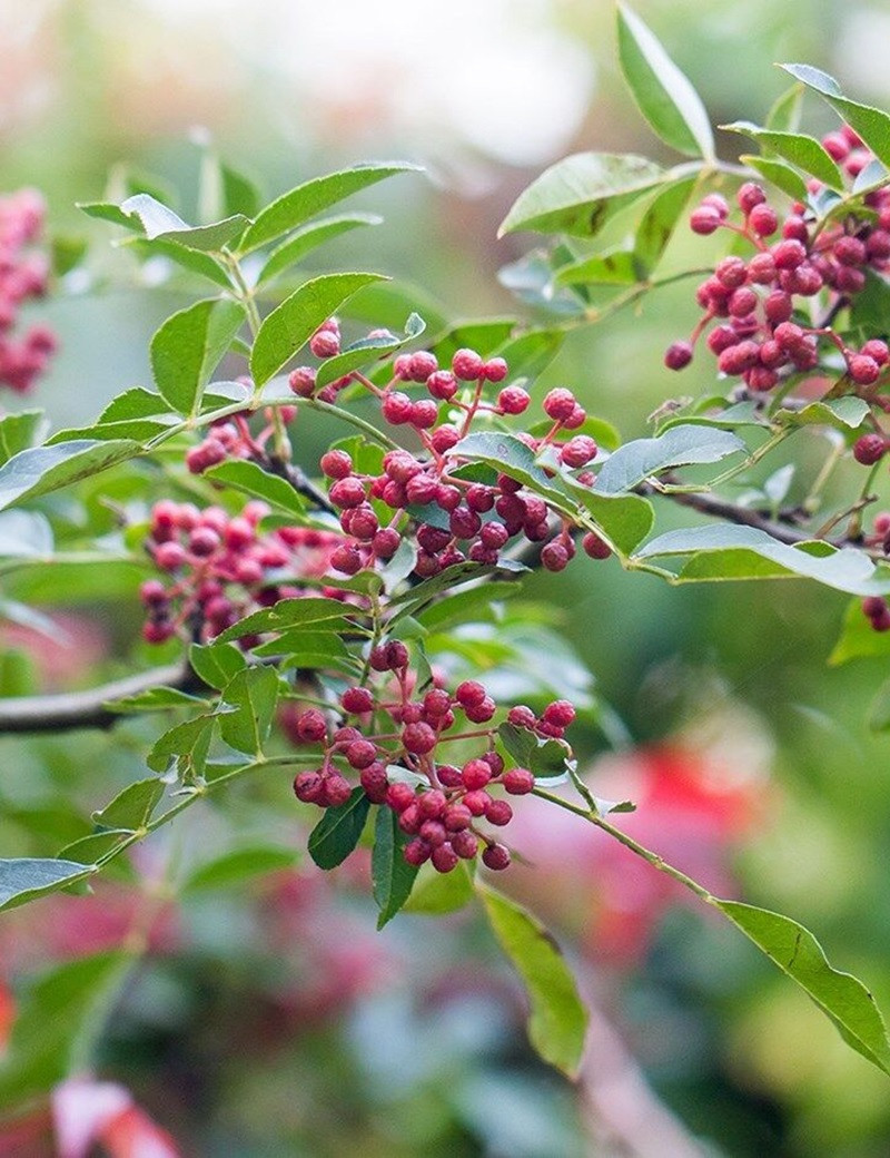 ZANTHOXYLUM simulans (Poivrier du Sichuan)