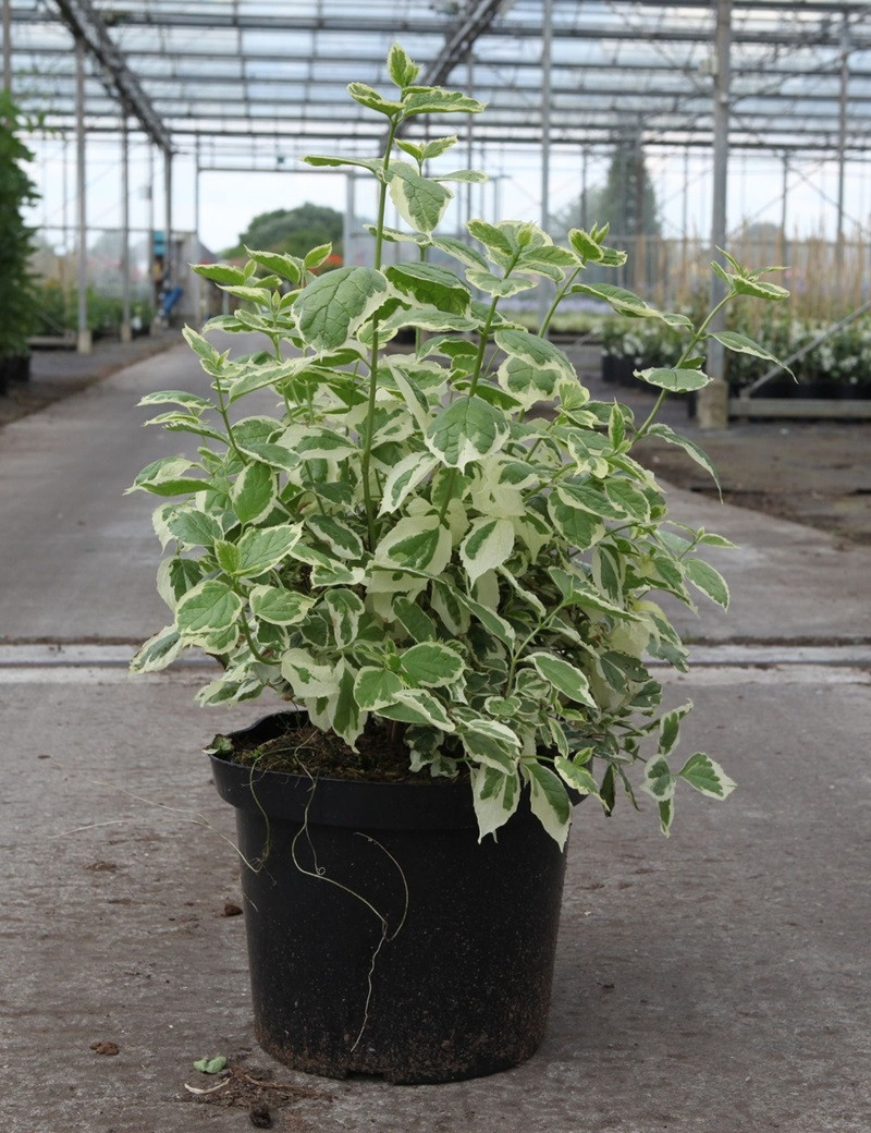 PHILADELPHUS coronarius VARIEGATUS (Seringat des jardins)