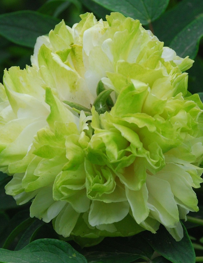PAEONIA suffruticosa LU MU YING YU (Pivoine arbustive)