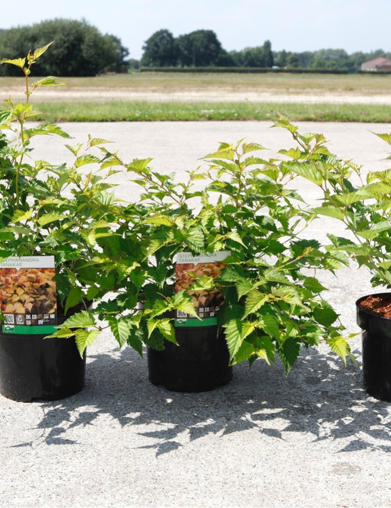 STEPHANANDRA incisa CRISPA (Stephanandra)