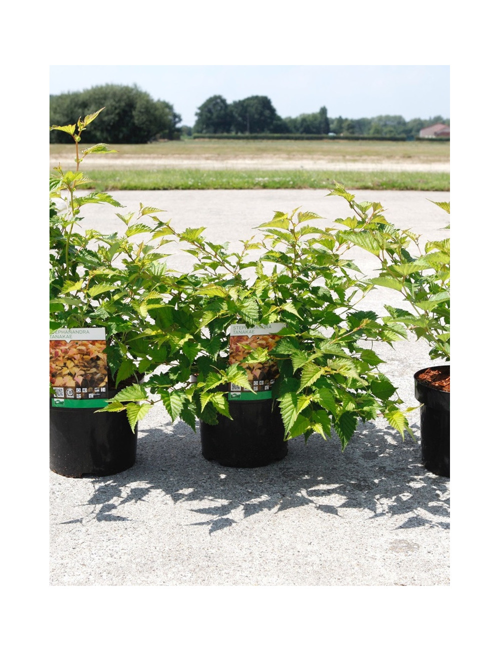 STEPHANANDRA incisa CRISPA (Stephanandra)