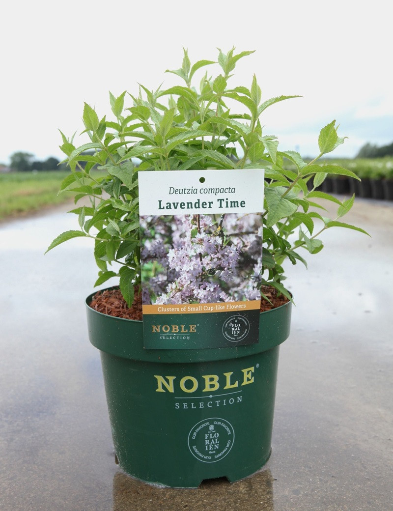 DEUTZIA compacta LAVENDER TIME (Deutzia)