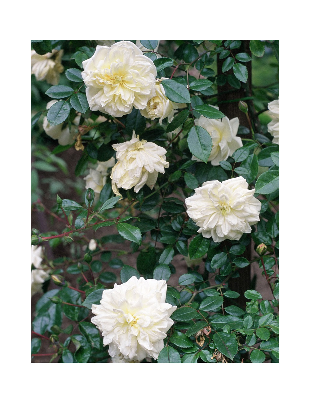 ROSIER GRIMPANT ALBÉRIC BARBIER (Rosier grimpant)