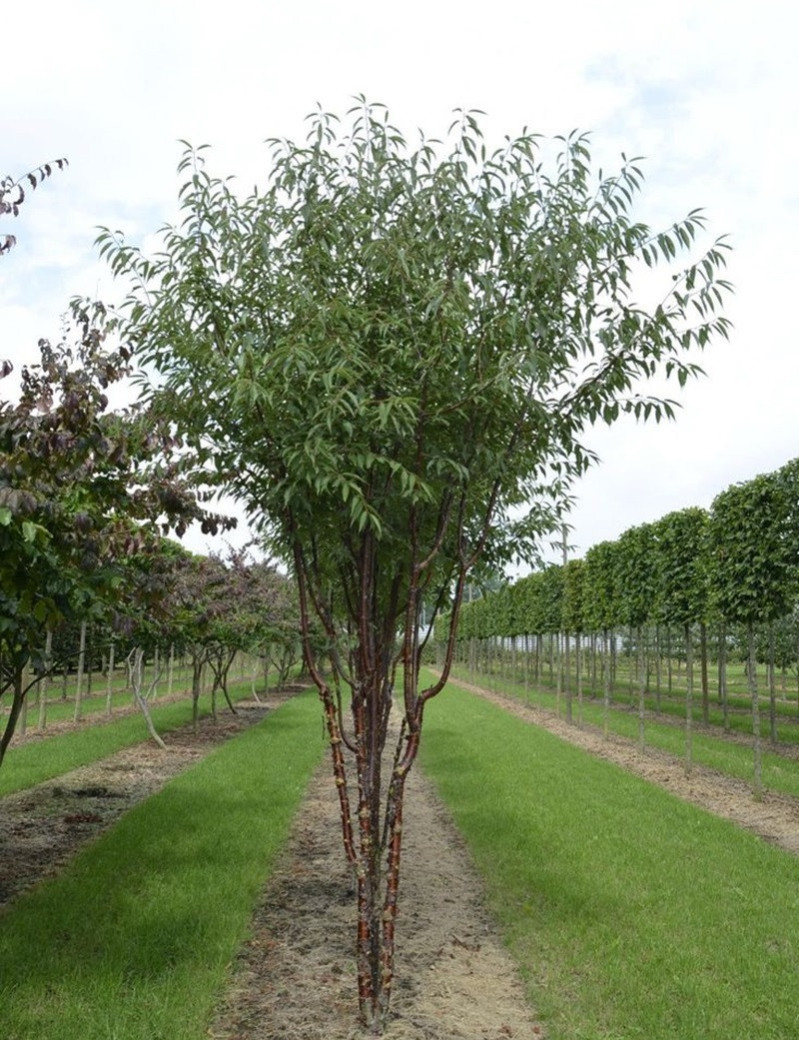 PRUNUS serrula BRANKLYN (Cerisier du Tibet Branklyn)