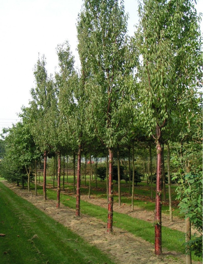 PRUNUS serrula BRANKLYN (Cerisier du Tibet Branklyn)
