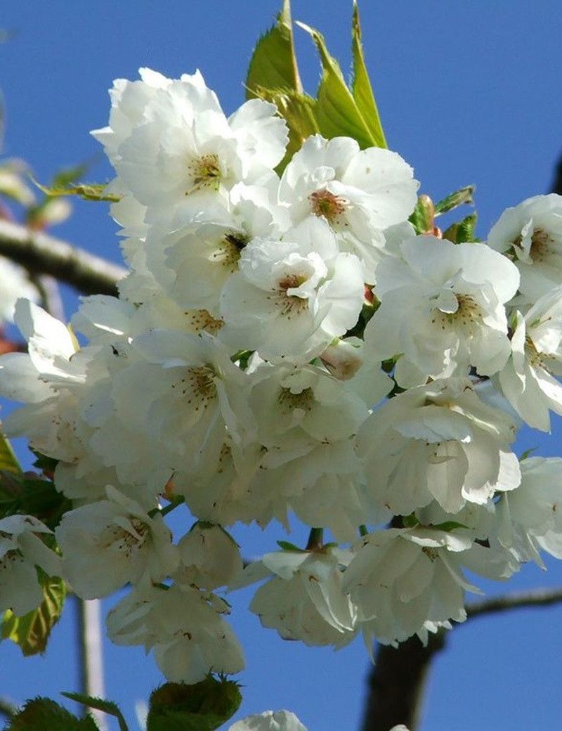 PRUNUS serrula BRANKLYN (Cerisier du Tibet Branklyn)