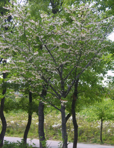 STYRAX japonicus (Styrax du Japon)