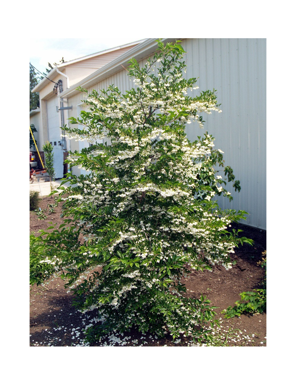 STYRAX japonicus (Styrax du Japon)