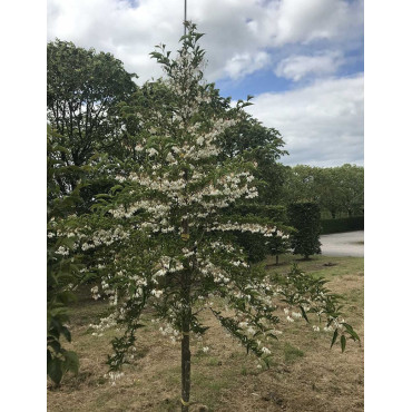 STYRAX japonicus (Styrax du Japon)