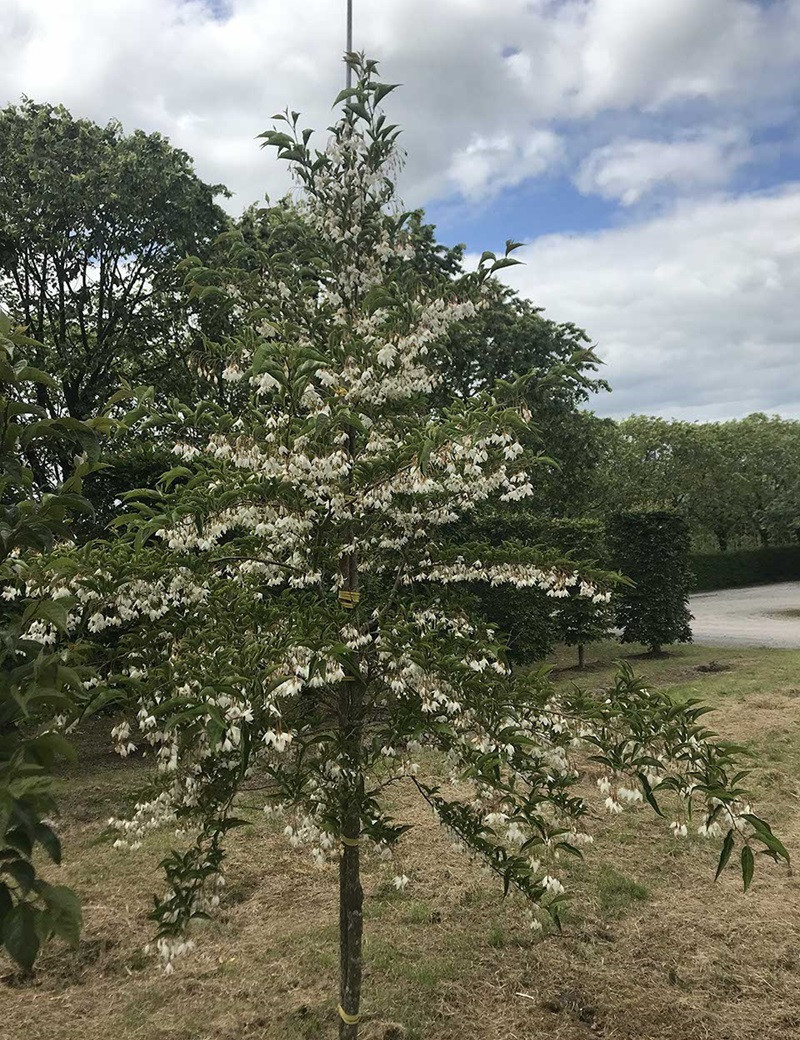 STYRAX japonicus (Styrax du Japon)