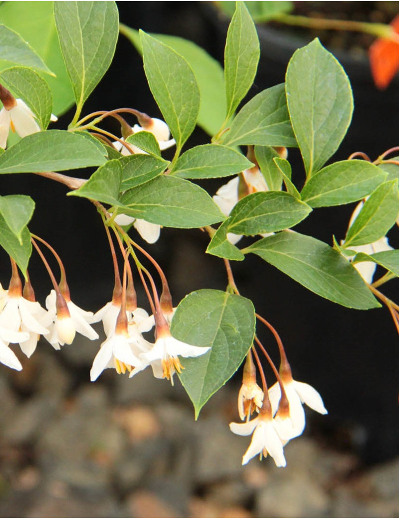 STYRAX japonicus (Styrax du Japon)
