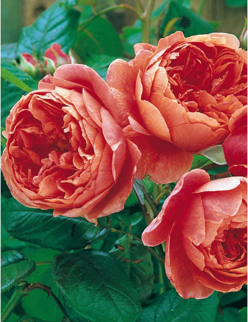 ROSIER DAVID AUSTIN SUMMER SONG® (Rosier anglais)