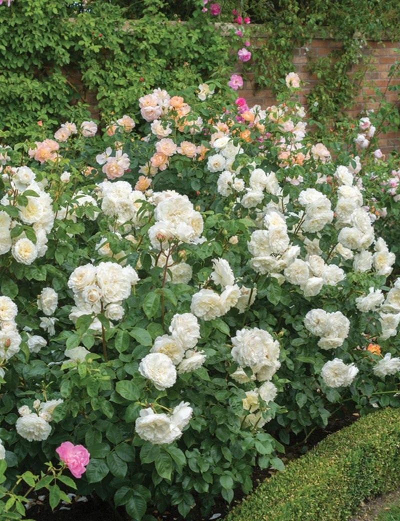 Plantes grimpantes (4)