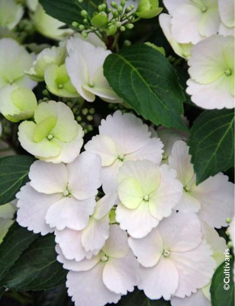 HYDRANGEA RUNAWAY BRIDE® (Hortensia)