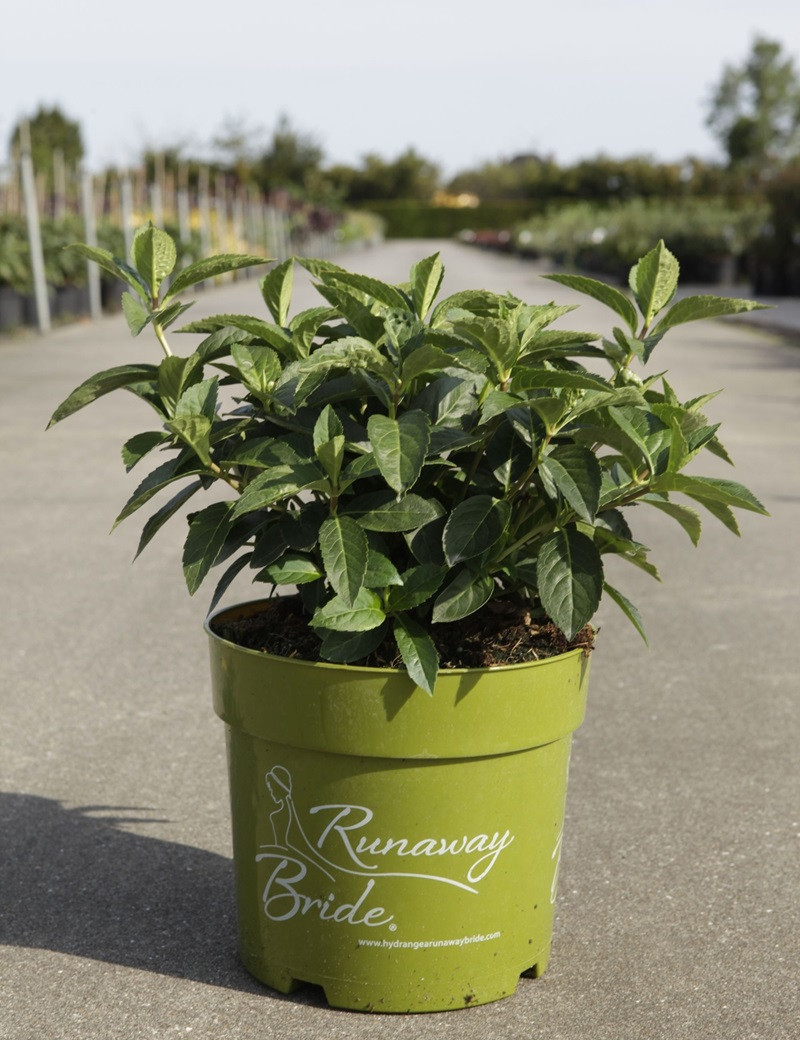 HYDRANGEA RUNAWAY BRIDE® (Hortensia)