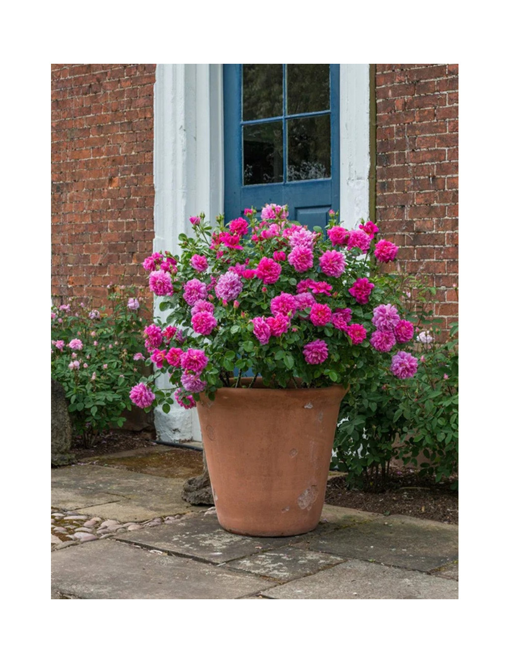 ROSIER DAVID AUSTIN PRINCESS ANNE® (Rosier anglais)