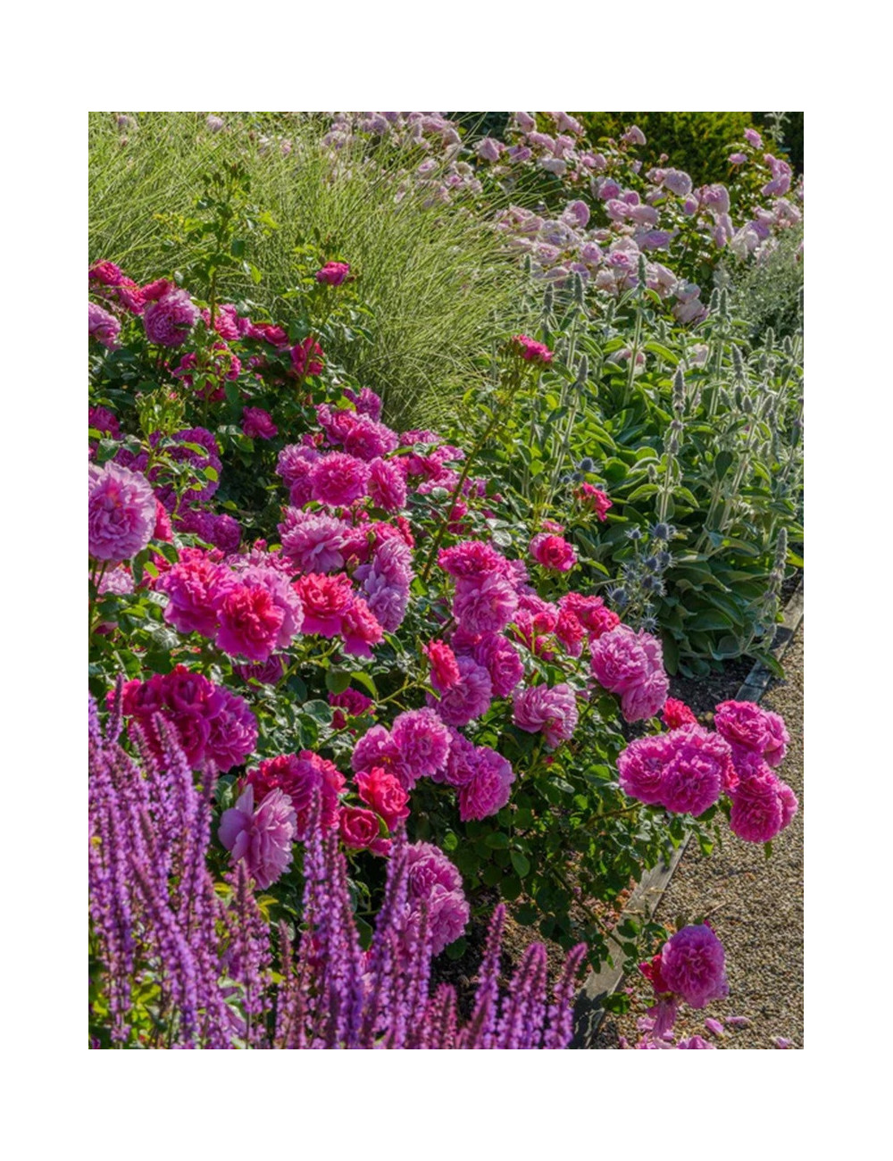 ROSIER DAVID AUSTIN PRINCESS ANNE® (Rosier anglais)