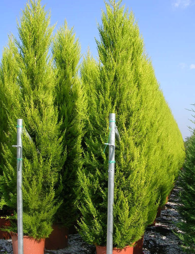 CUPRESSUS macrocarpa GOLDCREST (Cyprès de Monterey Goldcrest)