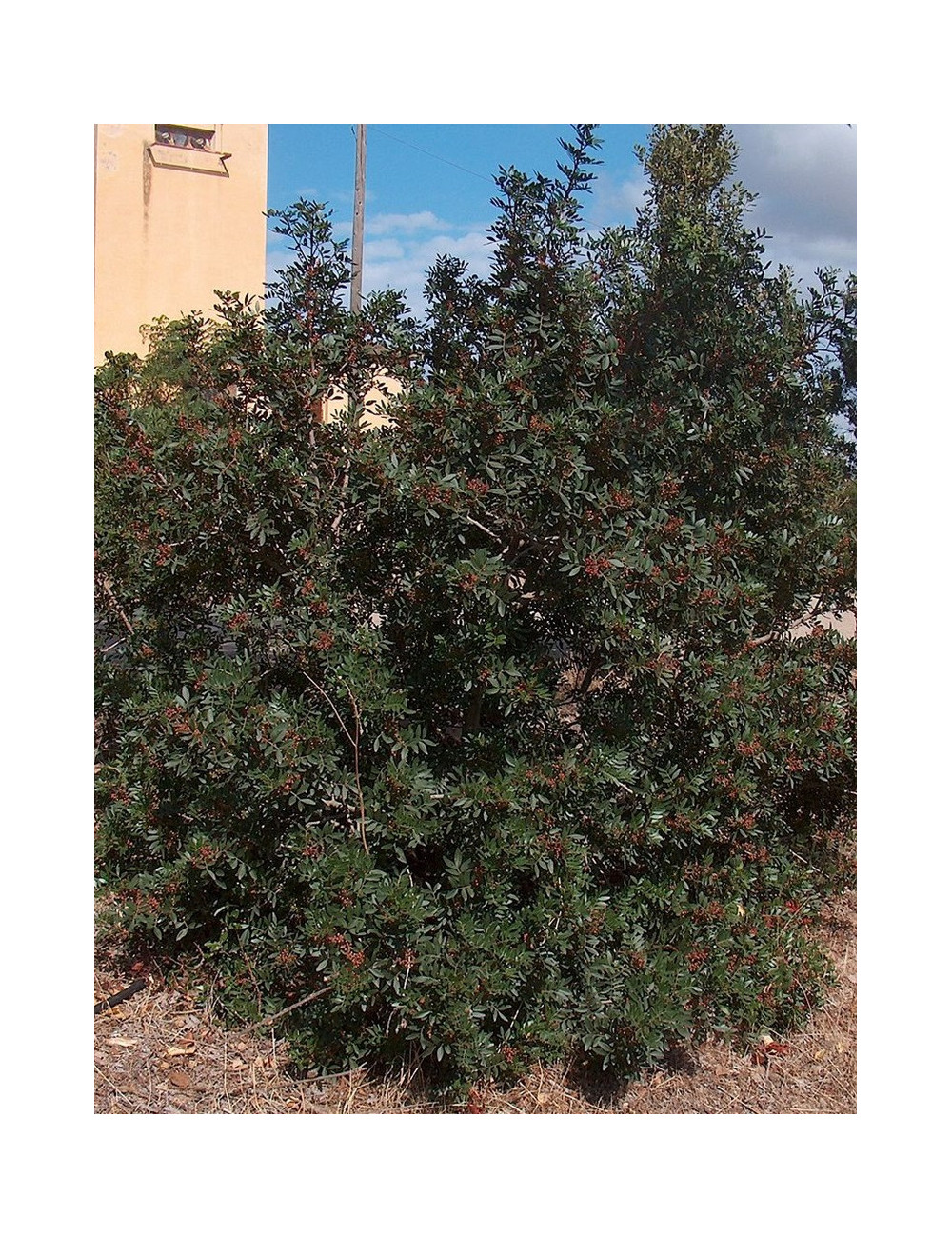 PISTACIA lentiscus (Arbre au mastic, Pistachier lentisque, Pistachier ...