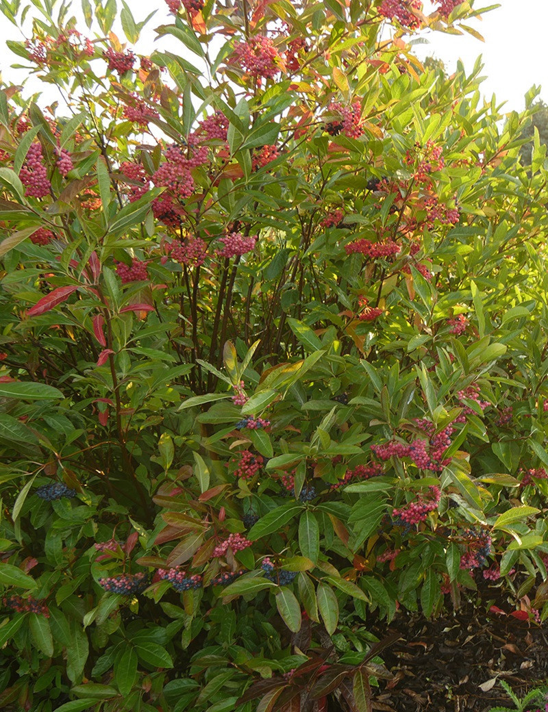 VIBURNUM nudum BRANDYWINE® (Viorne)