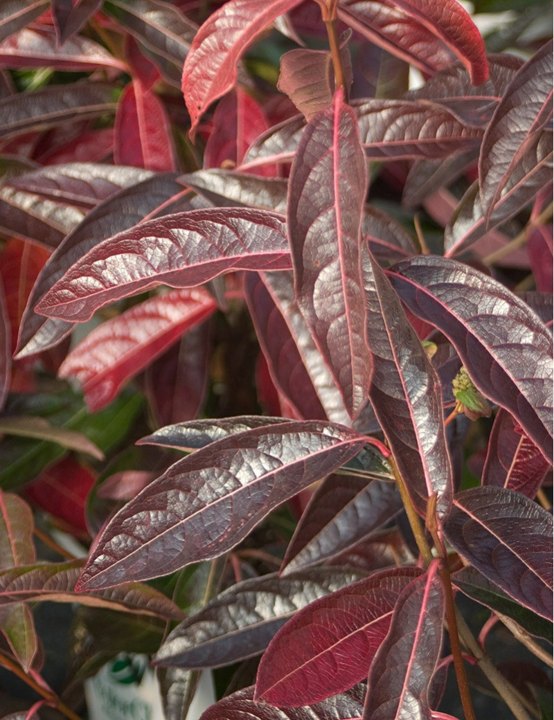 VIBURNUM nudum BRANDYWINE® (Viorne)