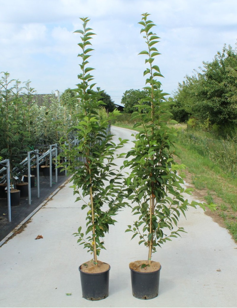 PRUNUS UMINEKO (Cerisier de Sibérie à fleurs)