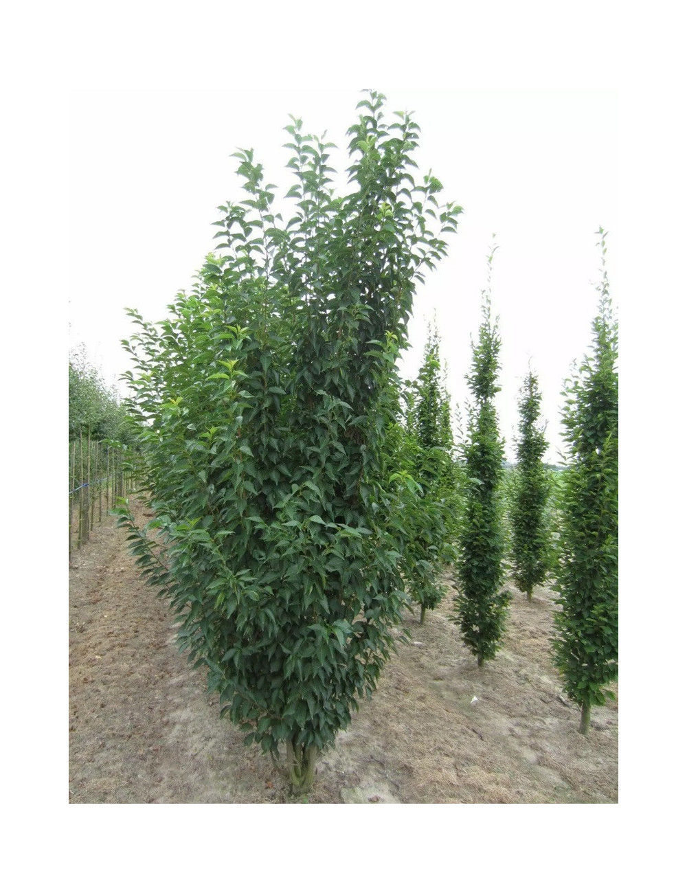 PRUNUS UMINEKO (Cerisier de Sibérie à fleurs)